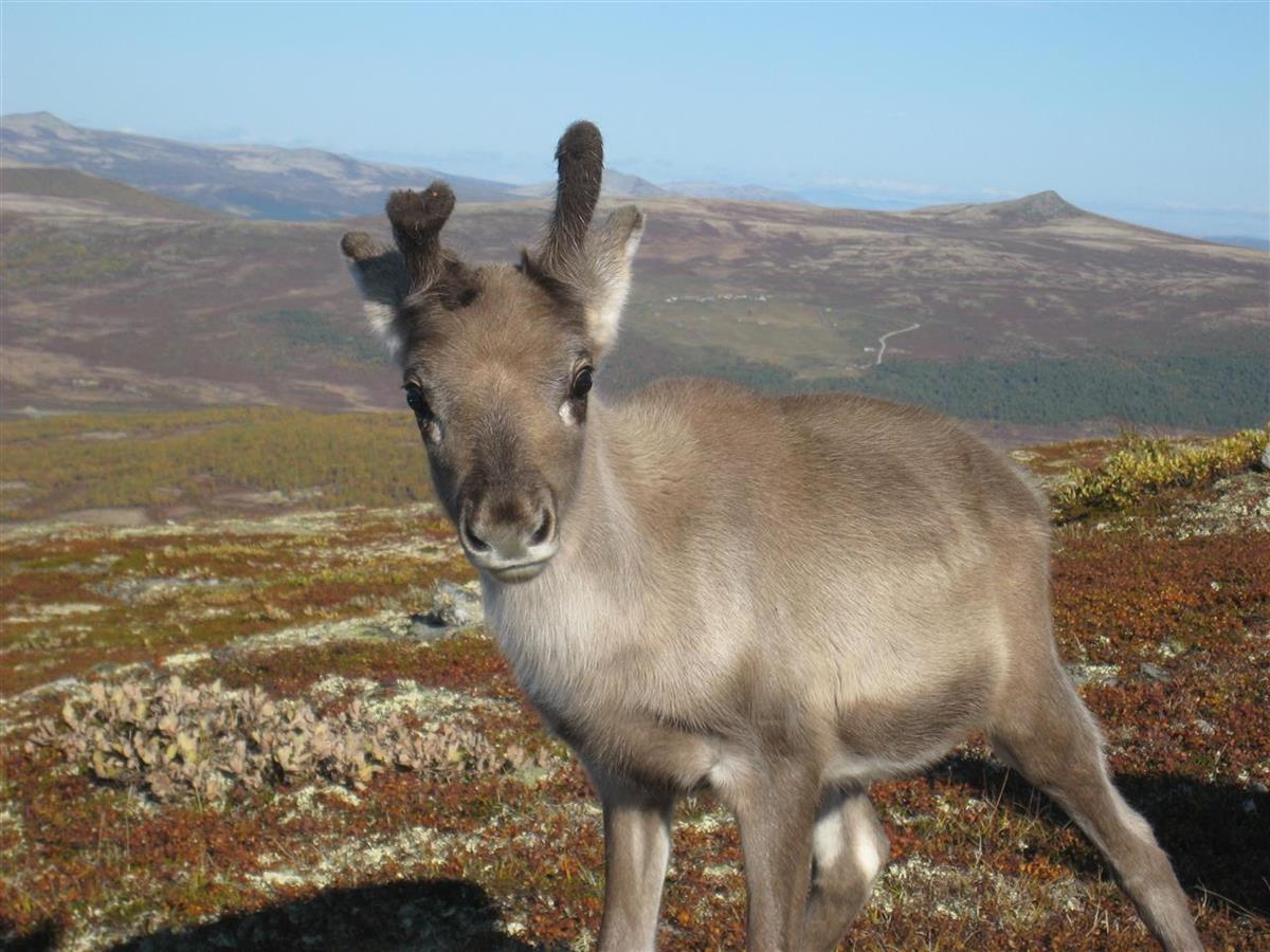 Kom på opne møter om tiltaksplanar for villrein i Snøhetta, Knutshø og ...